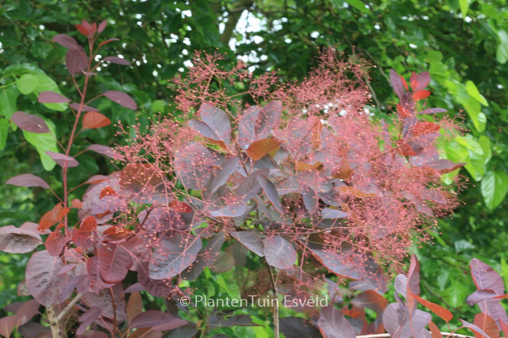 Cotinus ‘grace Esveld Shop