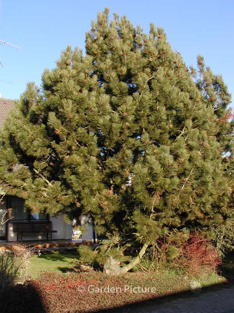 Pinus nigra – Esveld Shop