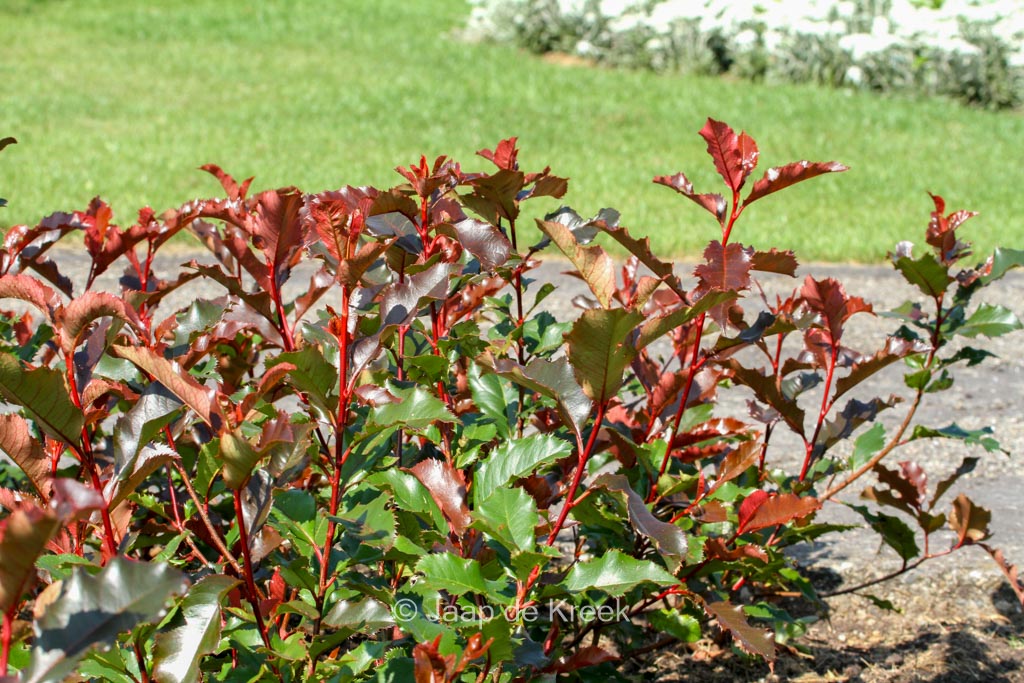 Photinia fraseri ‘Kolmavoca’ (MAGICAL VOLCANO) – Esveld Shop
