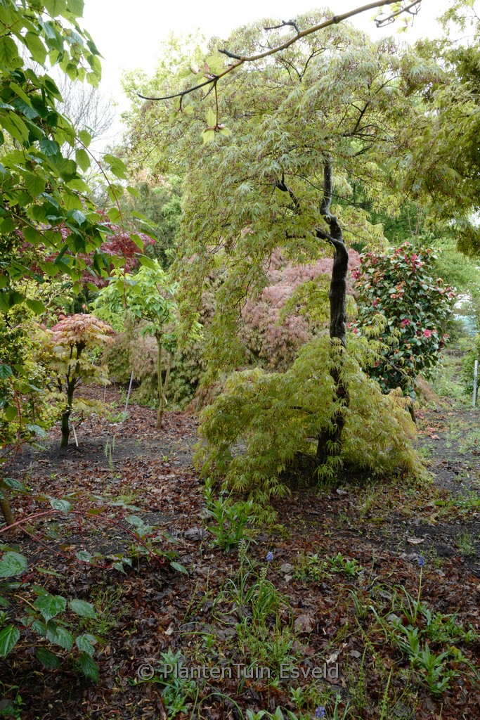 Acer palmatum ‘Autumn Fire’ – Esveld Shop