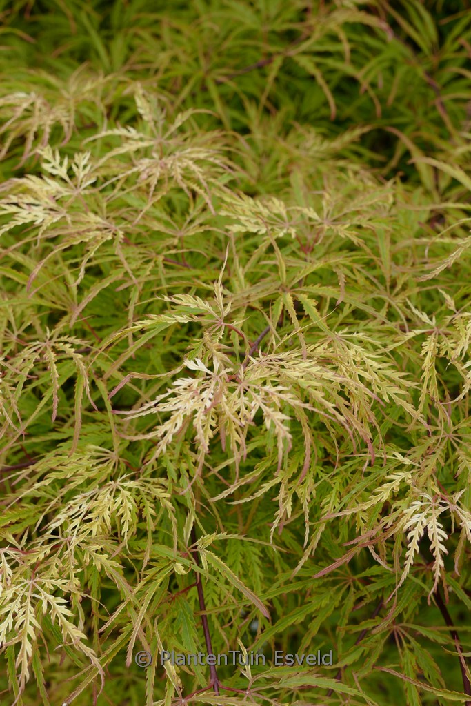 Acer palmatum ‘Berrima Bridge’ – Esveld Shop