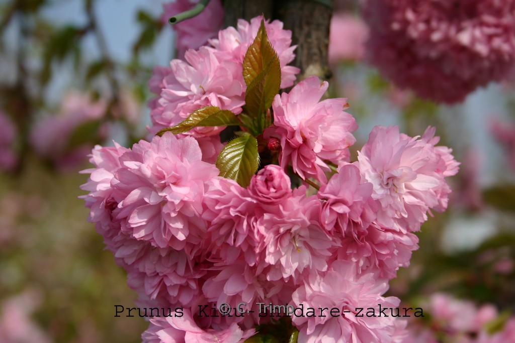 Prunus ‘Kiku-shidare-zakura’ – Esveld Shop