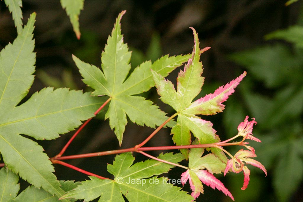 Acer palmatum ‘Murasaki-shikibu’ – Esveld Shop